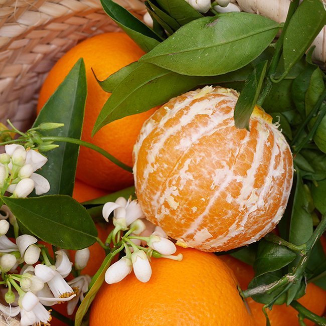 Valencia late Orange | Maintenant rabais de gros | 100% qualité