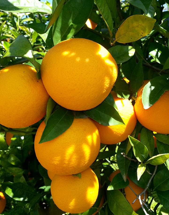 Valencia late Orange | Maintenant rabais de gros | 100% qualité